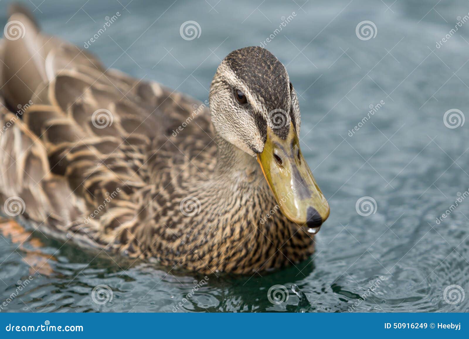 Close Up Duck stock image. Image of brown, water, nature - 50916249