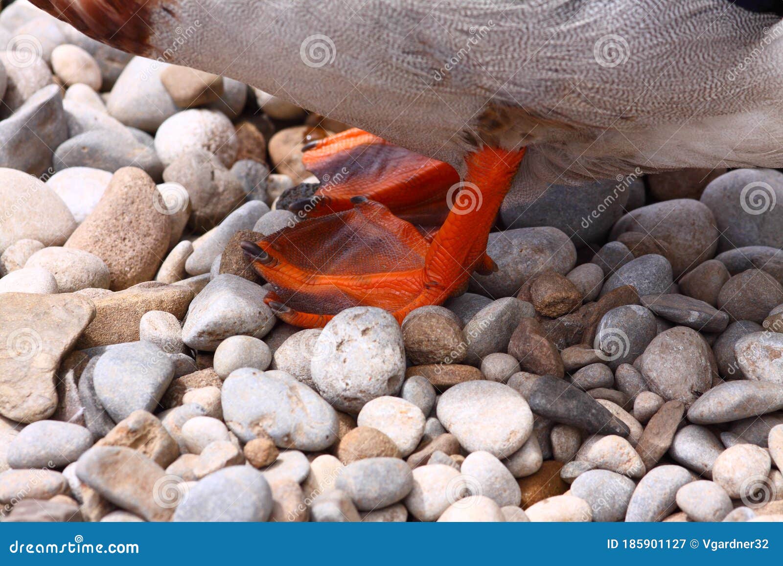 Close Up of Duck Feet on Pebbles Stock Image - Image of duck, close ...