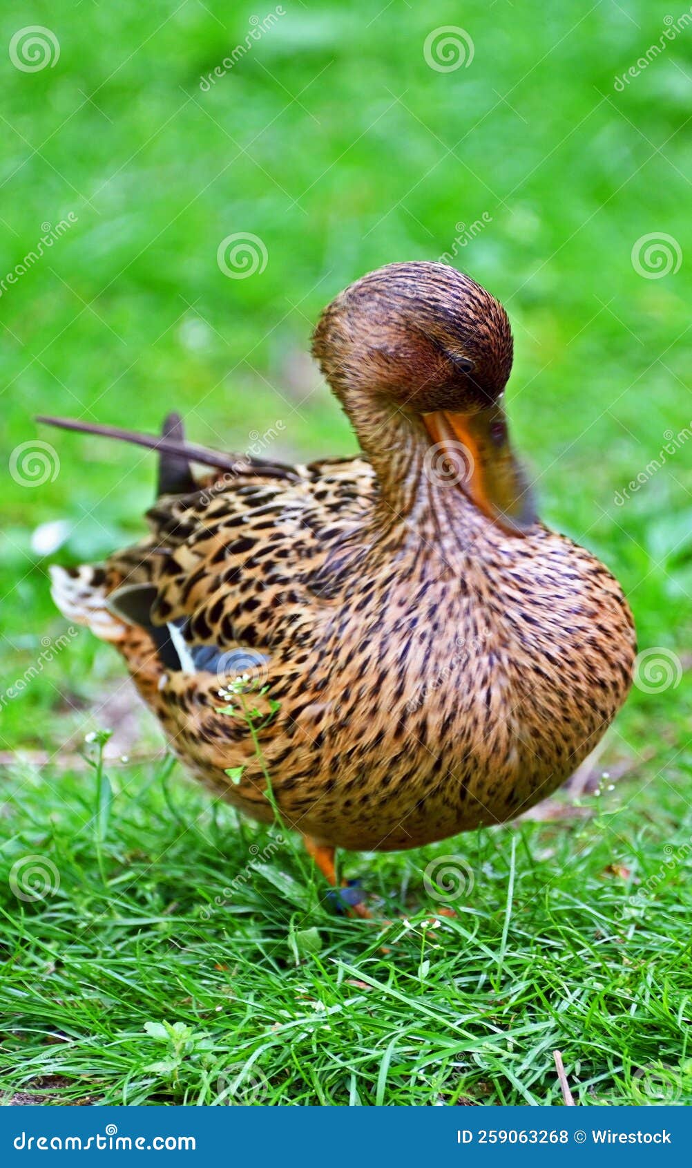 Close Up of a Duck on Grass Stock Photo - Image of green, plumage ...