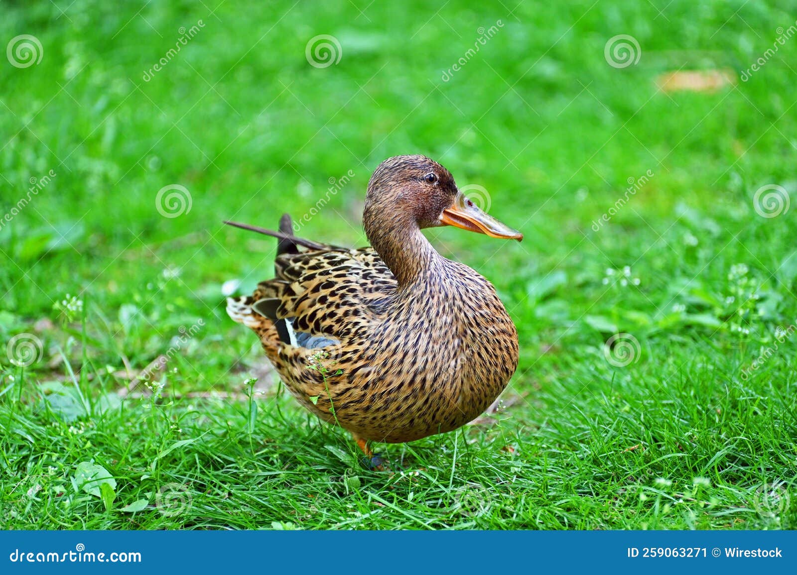 Close Up of a Duck on Grass Stock Image - Image of plumage, beak: 259063271