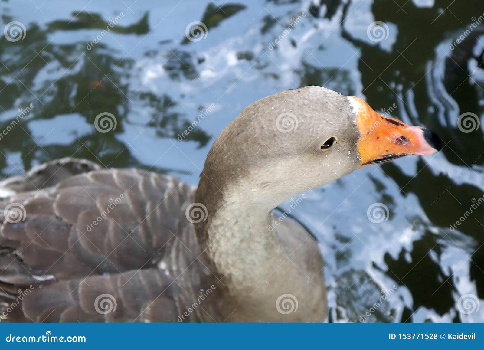 Close up duck head stock photo. Image of portrait, feather - 153771528
