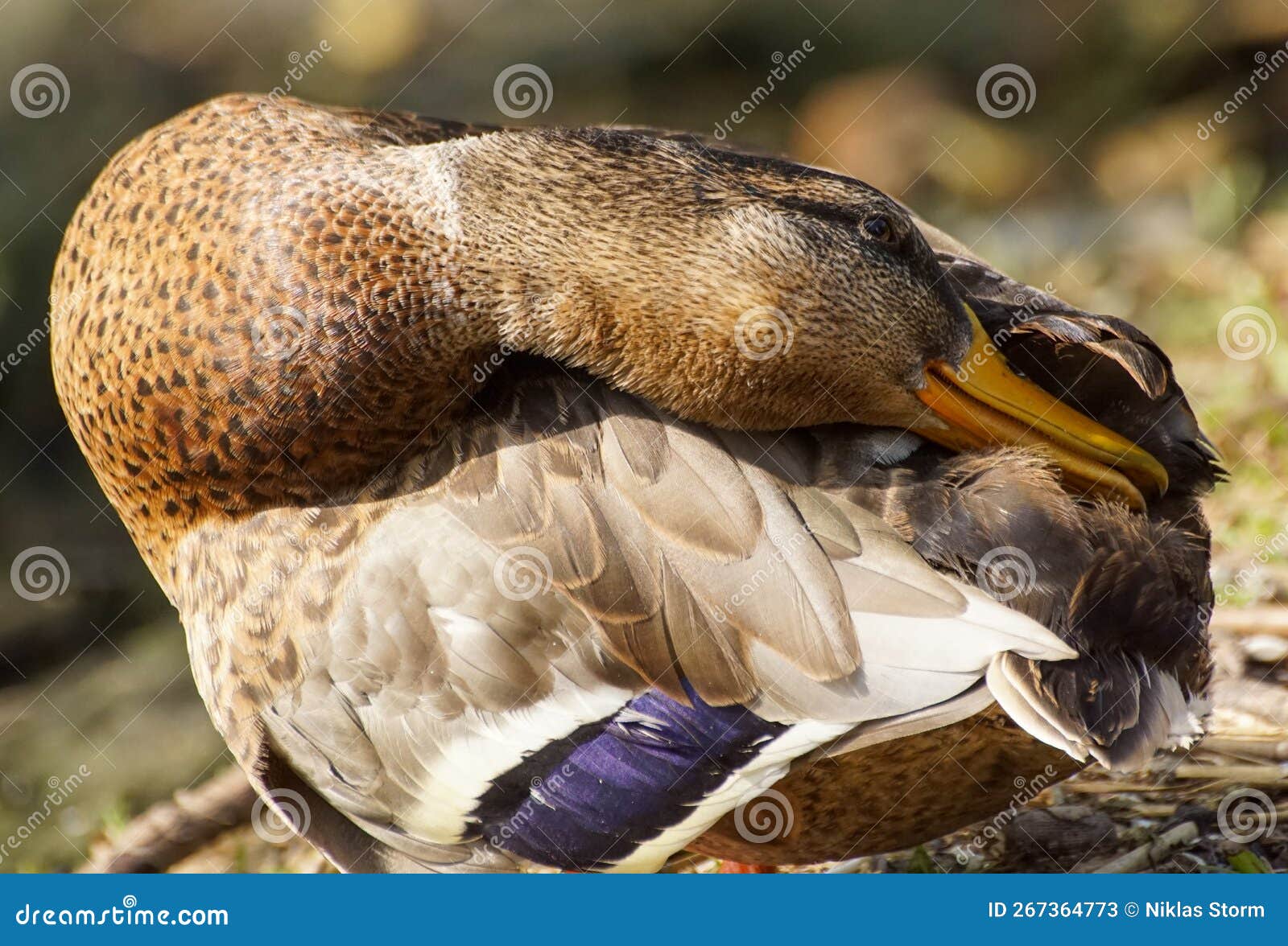 Close-up of a Duck Preening Its Feathers Stock Image - Image of water ...
