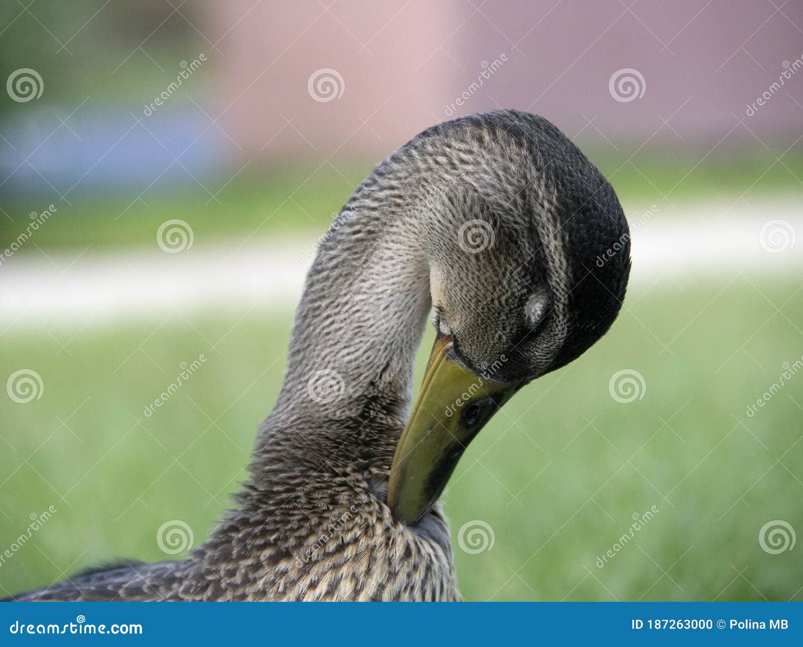 Closeup of a Duck Scratching His Feathers Stock Photo - Image of nature ...