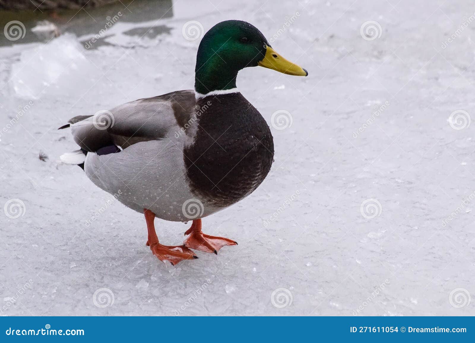 Close Up of Duck Standing on Frozen Lake Stock Photo - Image of nature ...