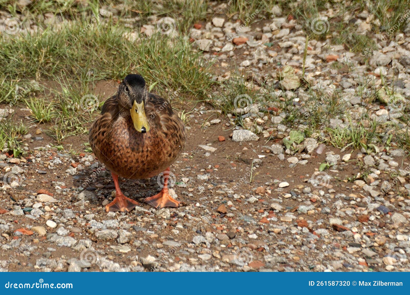 Close-up of a Duck Walking on the Ground Stock Photo - Image of beauty ...