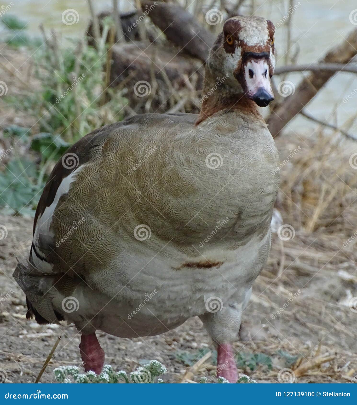 Close Up of Duck on the Waterfront - Migratory Bird Stock Photo - Image ...