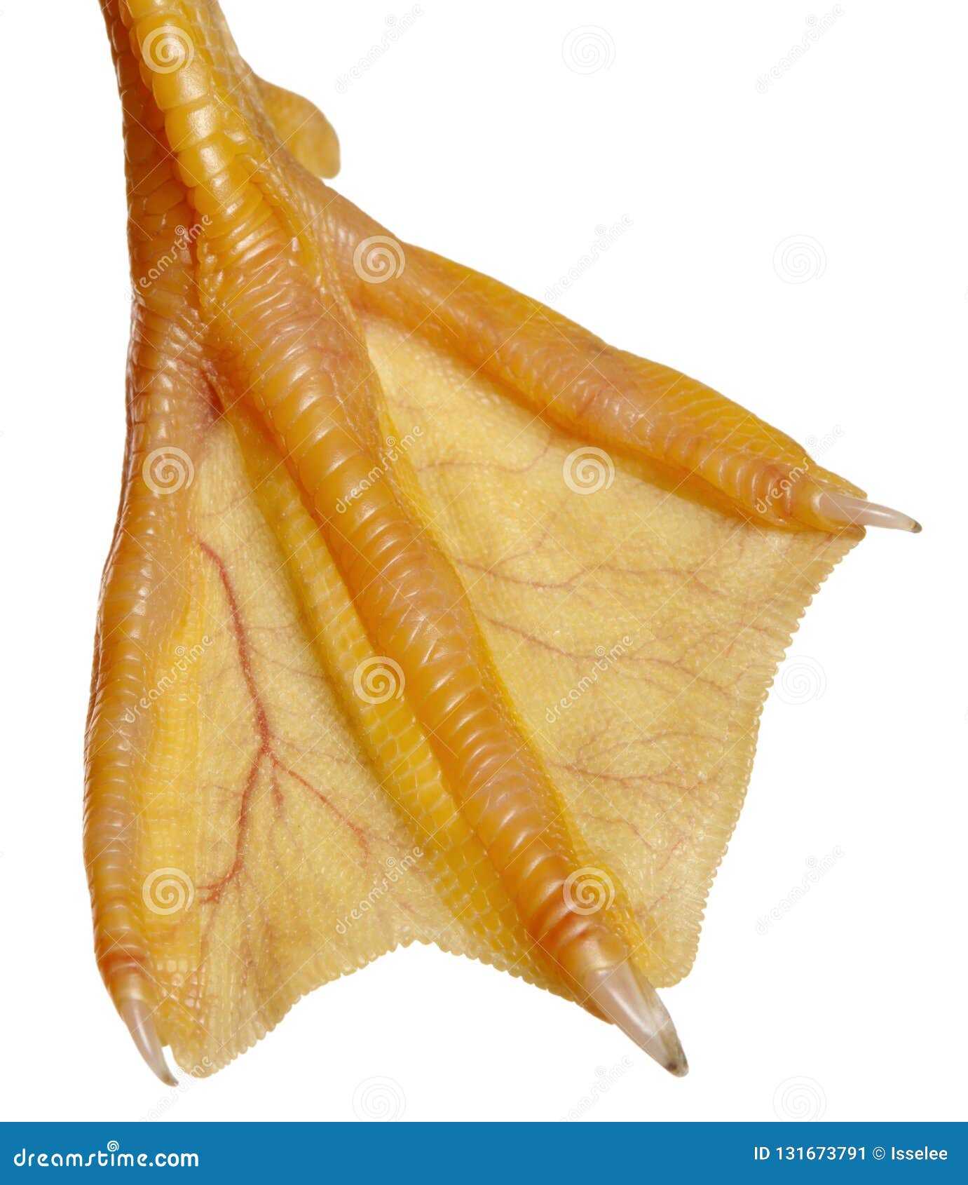 Webbed Foot Of Embden Goose Stock Photography | CartoonDealer.com ...