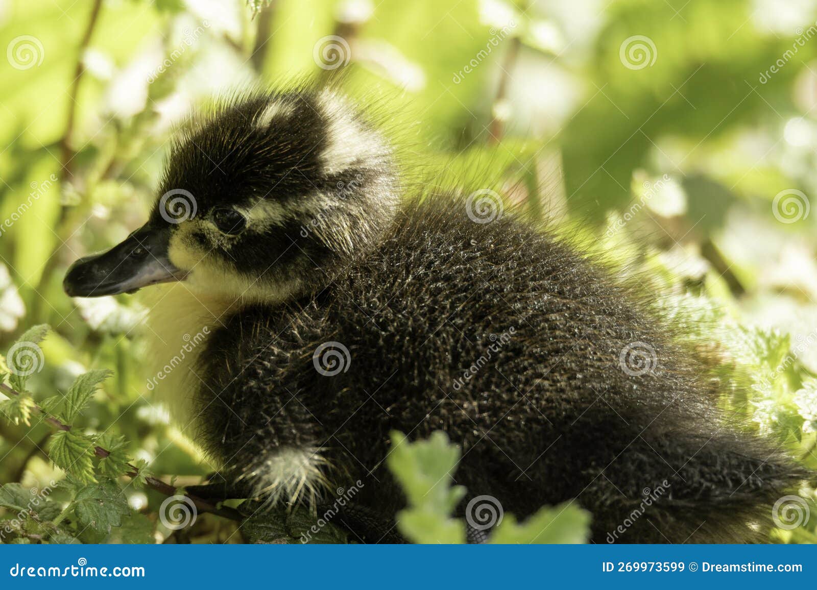 Close Up of a Duckling in the Spring Sunshine Stock Image - Image of ...