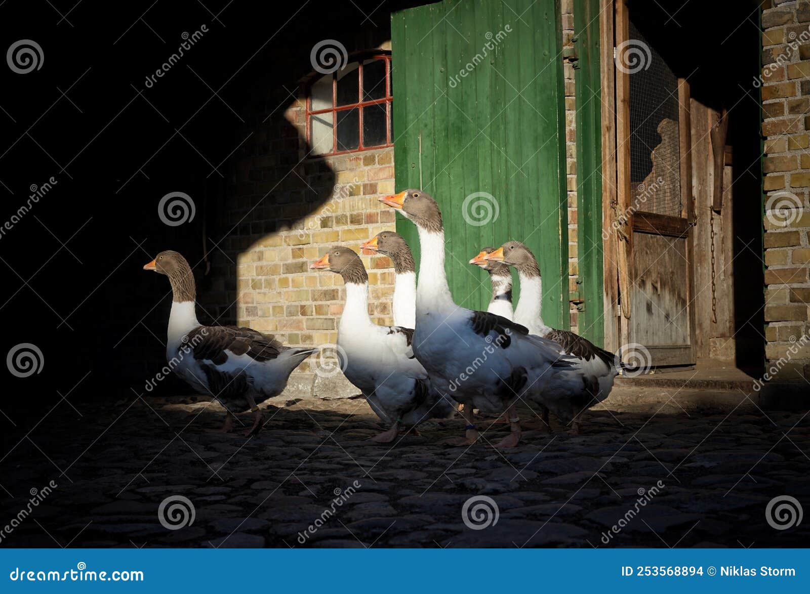 Close-up of Ducks in Front of Building Stock Photo - Image of birds ...
