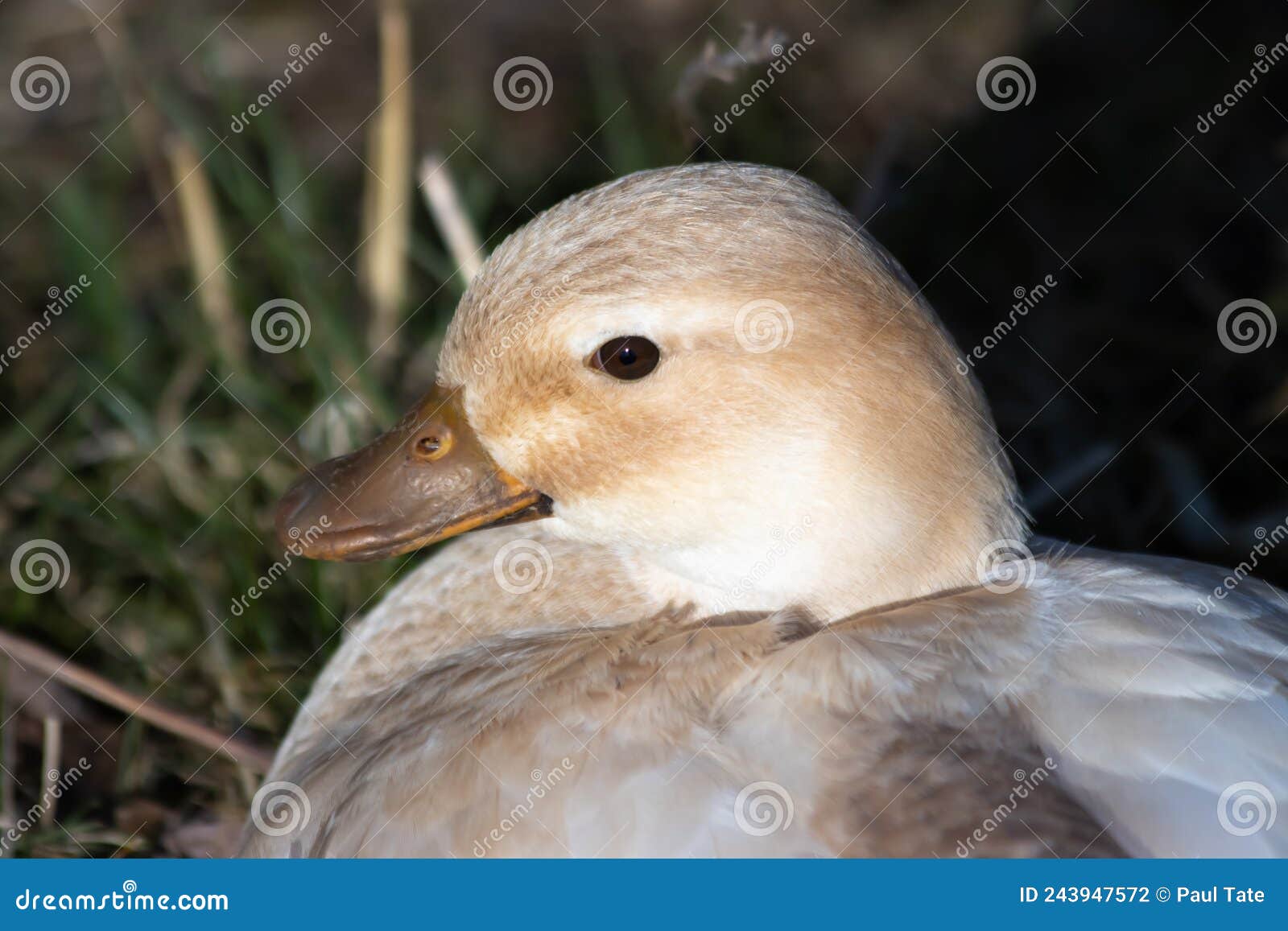 Close up of ducks head stock photo. Image of close, industry - 243947572