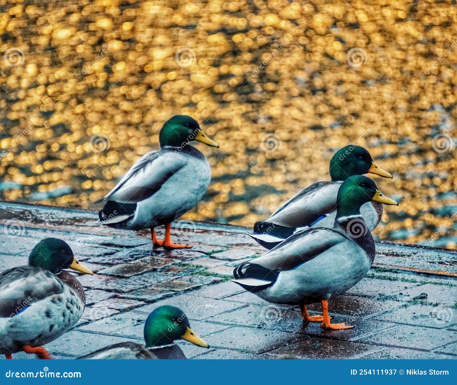 Close-up of Ducks Next To the Lake during Night Stock Image - Image of ...