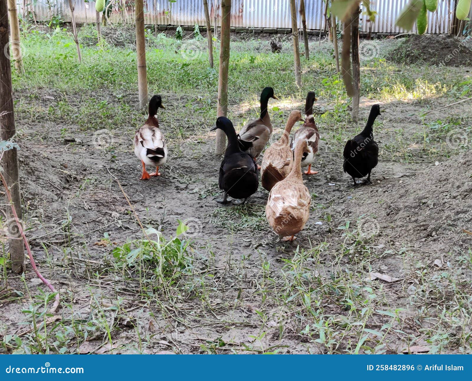 Ducks, See the Details and Expressions of Ducks. Stock Photo - Image of ...