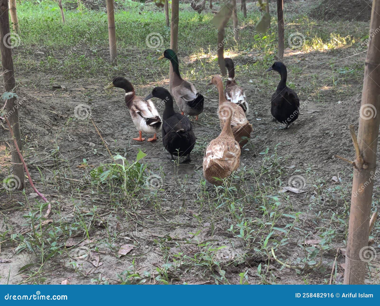 Ducks, See the Details and Expressions of Ducks. Stock Photo - Image of ...