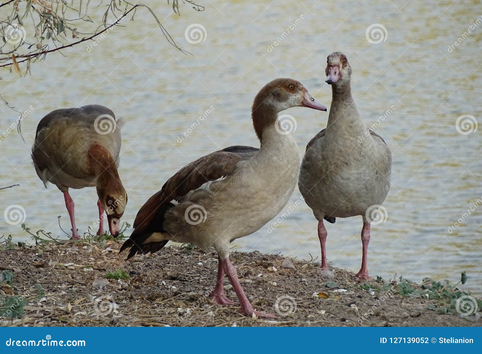 Close Up of Ducks on the Waterfront - Migratory Birds Stock Photo ...