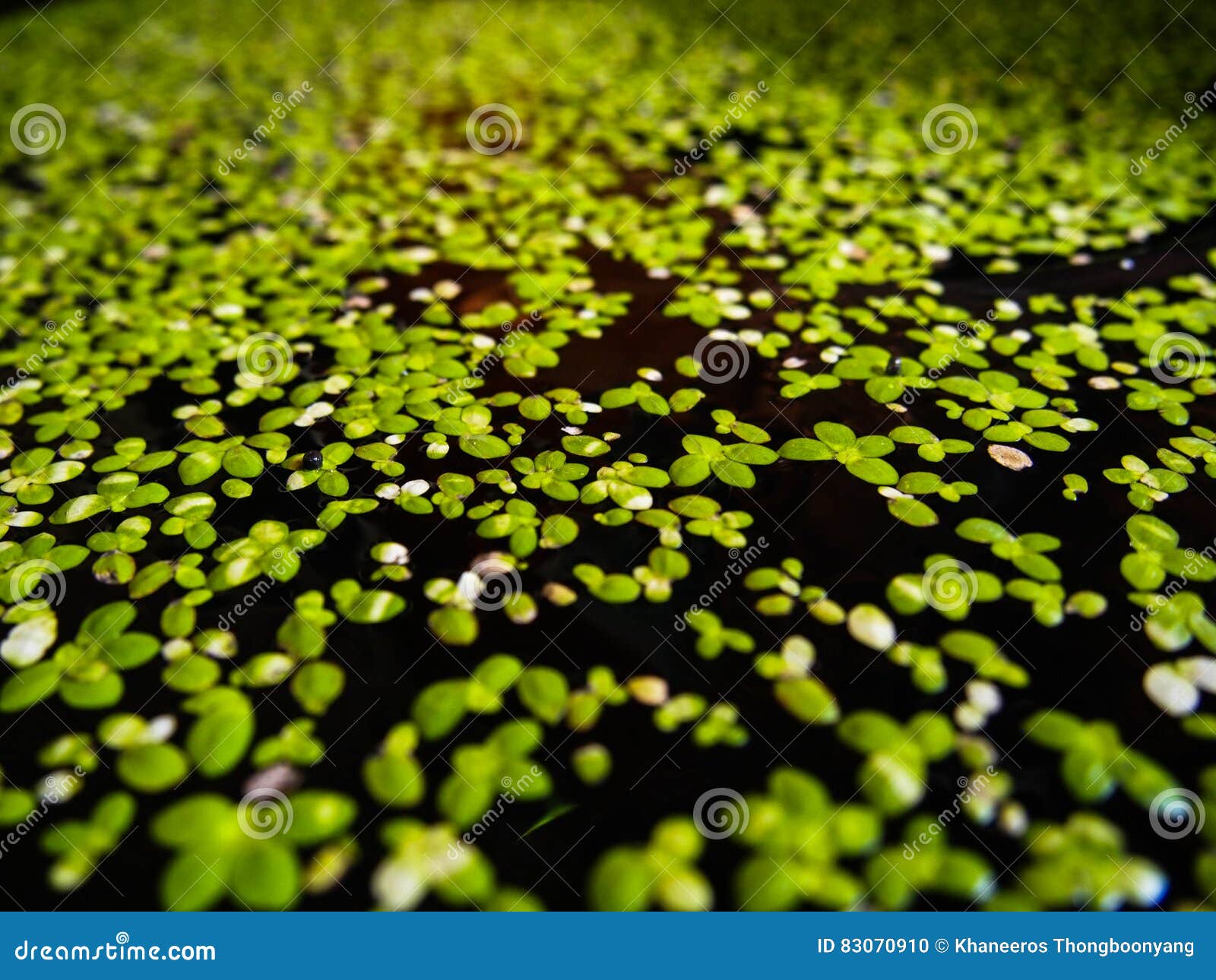 Close Up of Duckweed Lemnoideae in a Pond Stock Photo - Image of leaf ...