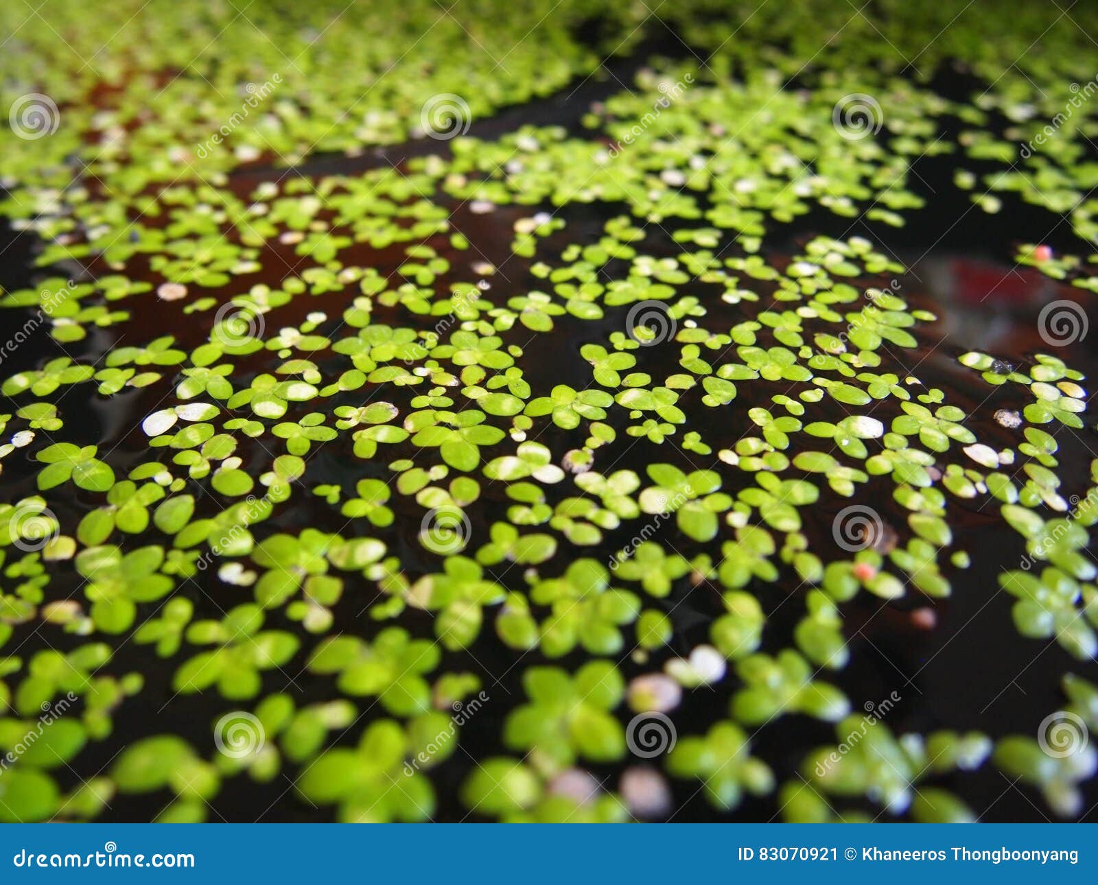 Close Up of Duckweed Lemnoideae in a Pond Stock Image - Image of ...
