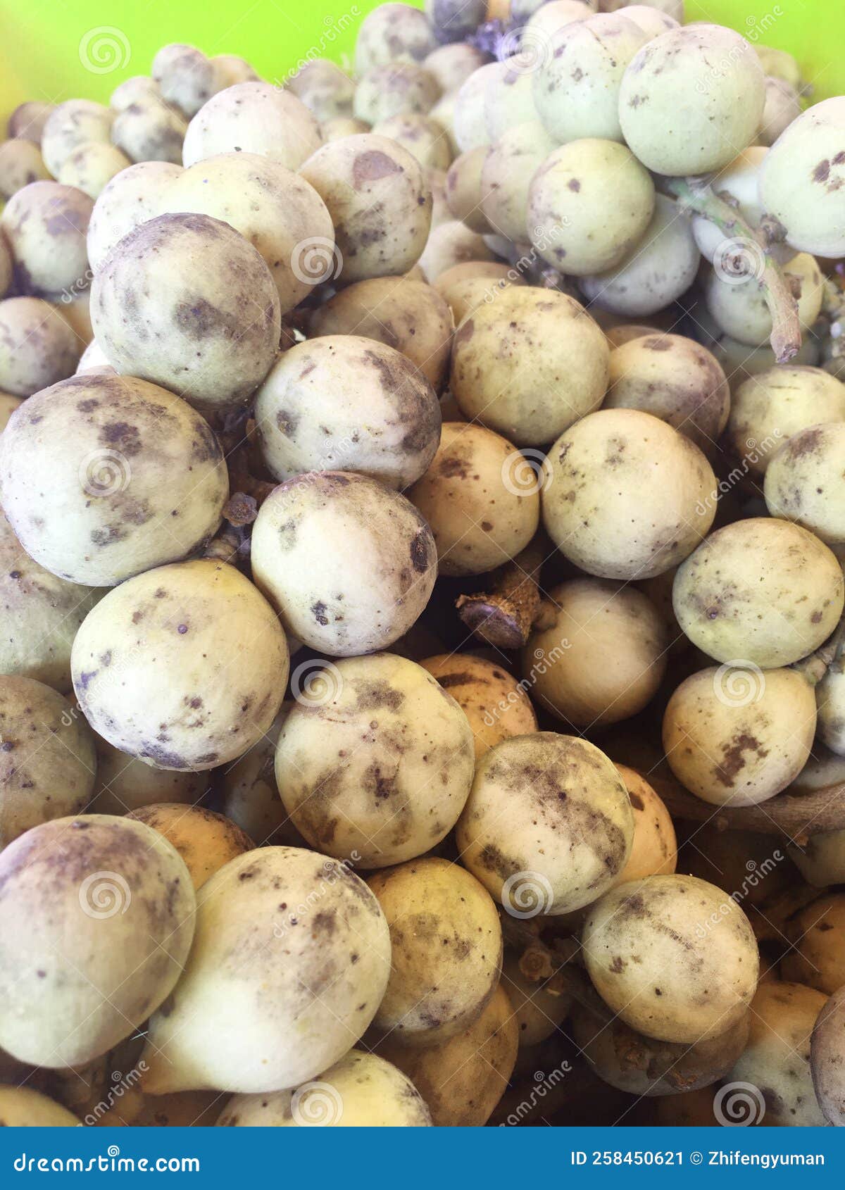 Close up of Duku-Langsat. stock image. Image of tropical - 258450621