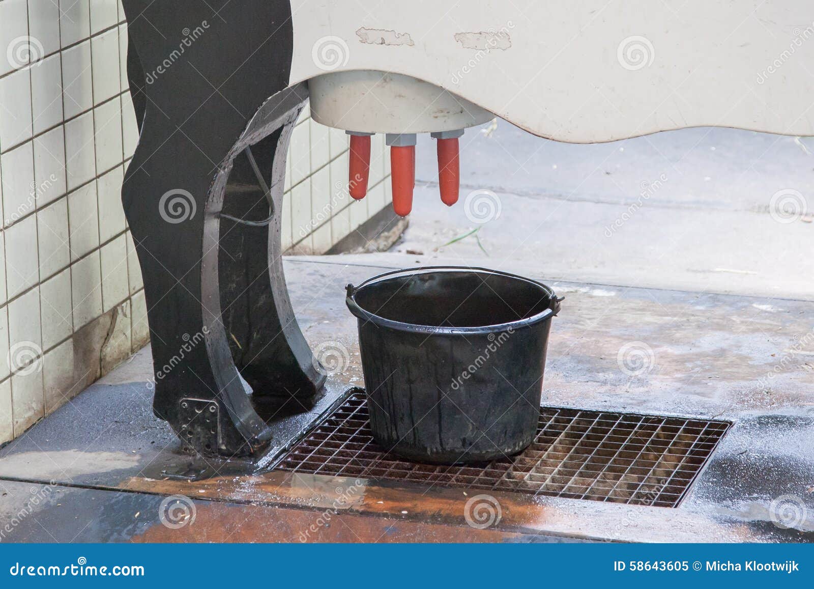 Close up of dummy cow stock image. Image of exhibit, presentation ...