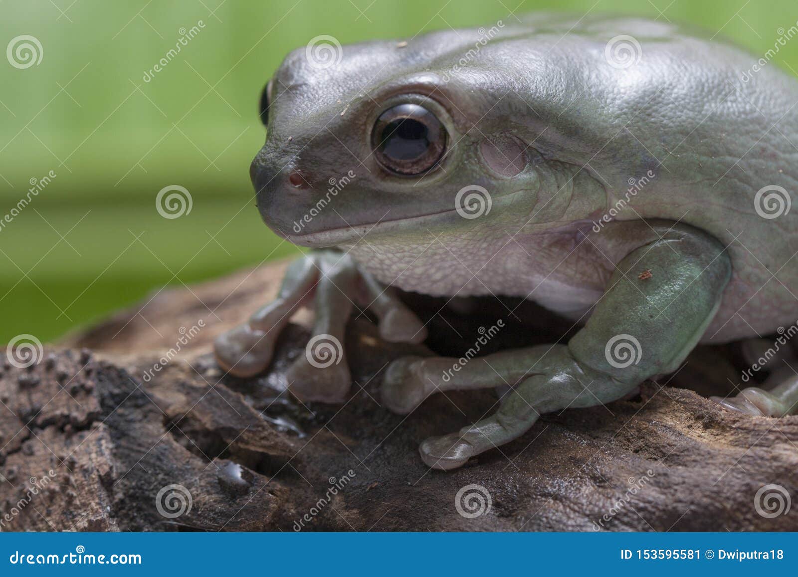 Close Up Dumpy Tree Frog / White`s Tree Frog Stock Image - Image of ... Close Up Dumpy Tree Frog / White`s Tree Frog Stock Image - Image of ...