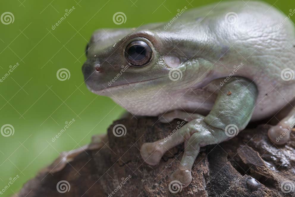 Close Up Dumpy Tree Frog / White`s Tree Frog Stock Image - Image of ...