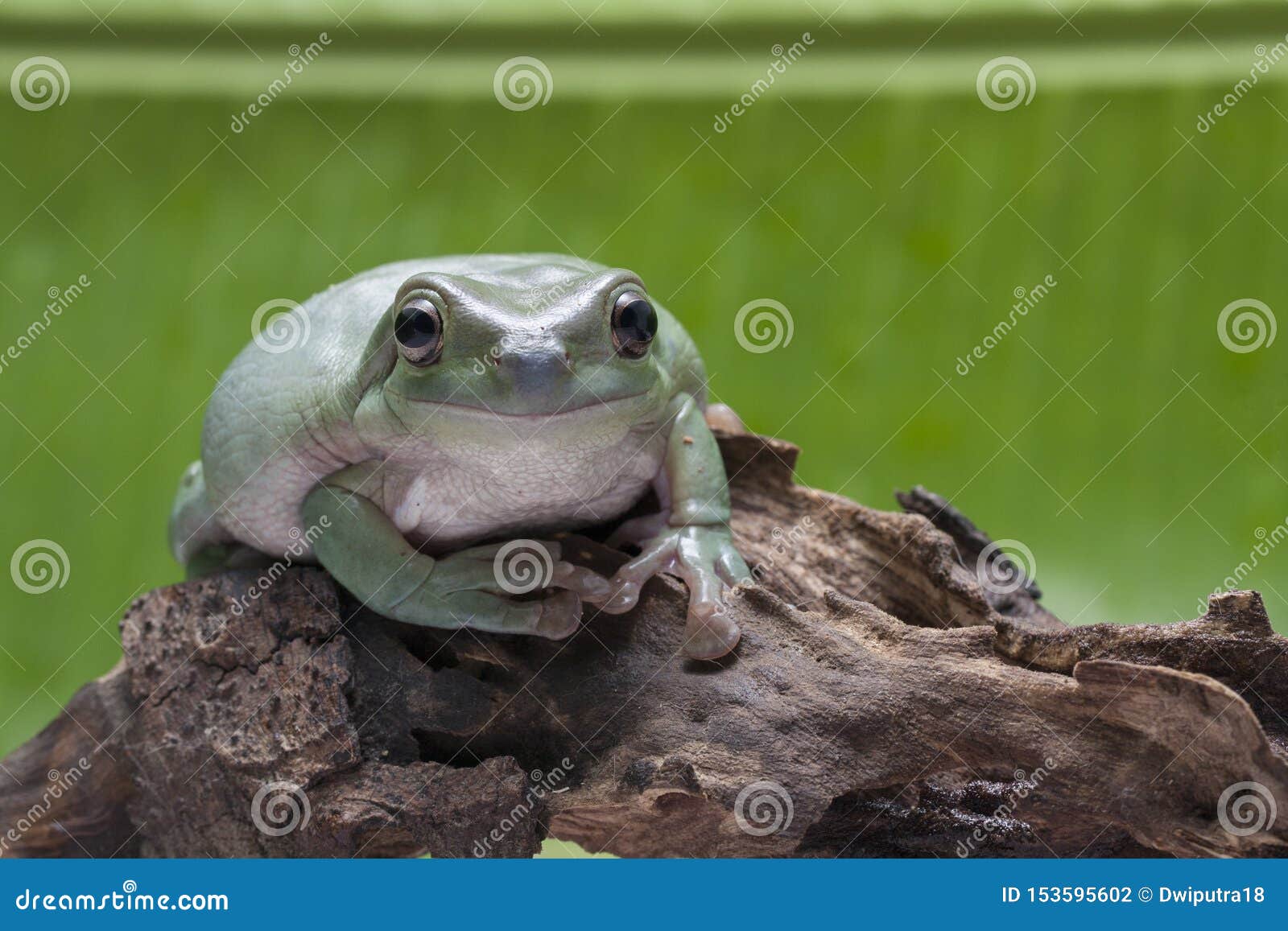 Close Up Dumpy Tree Frog / White`s Tree Frog Stock Photo - Image of ... Close Up Dumpy Tree Frog / White`s Tree Frog Stock Photo - Image of ...