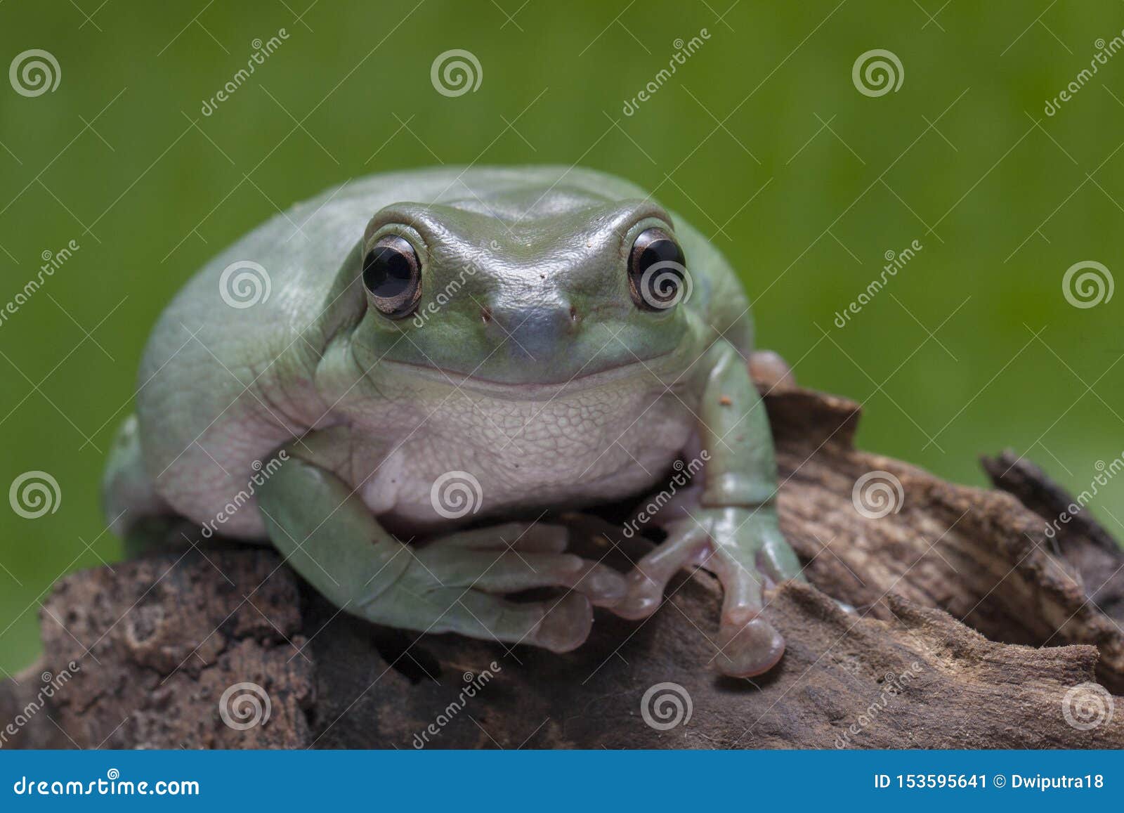 Close Up Dumpy Tree Frog / White`s Tree Frog Stock Image - Image of ...