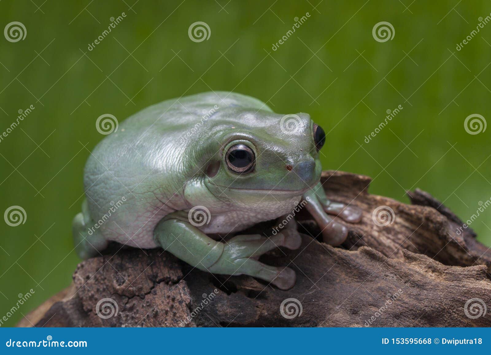 Close Up Dumpy Tree Frog / White`s Tree Frog Stock Photo - Image of ...