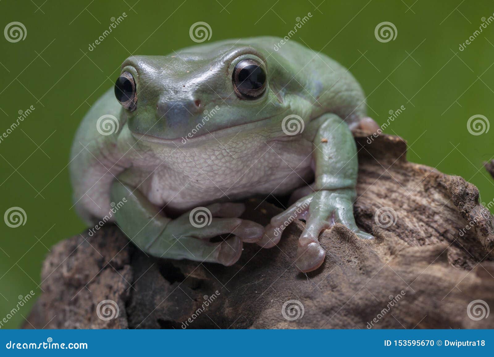 Close Up Dumpy Tree Frog / White`s Tree Frog Stock Photo - Image of ...