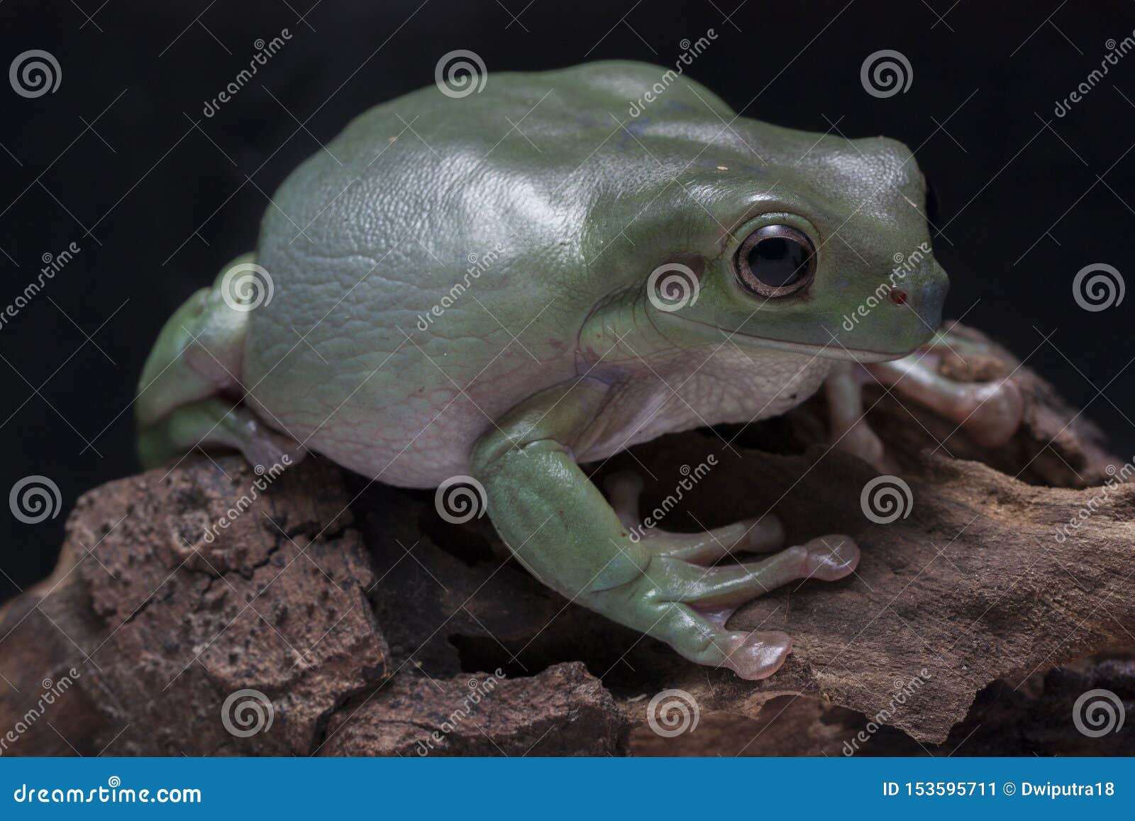 Close Up Dumpy Tree Frog / White`s Tree Frog Stock Image - Image of ...