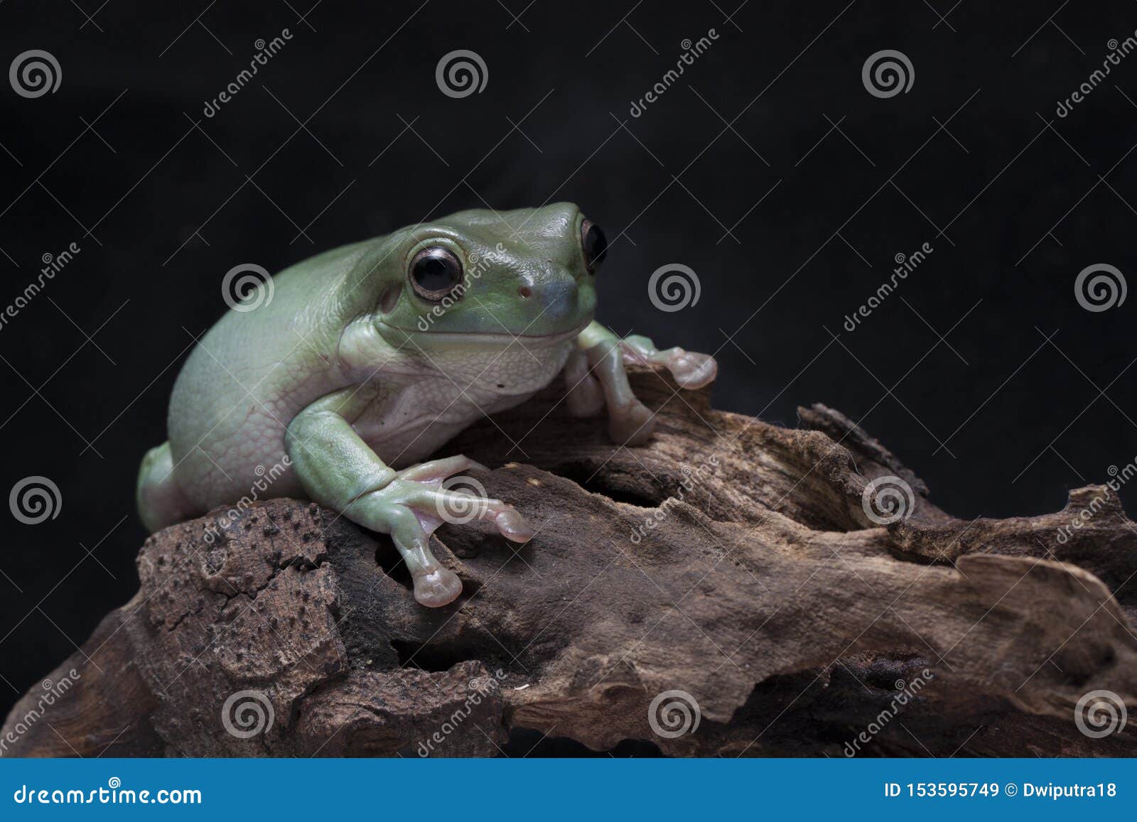 Close Up Dumpy Tree Frog / White`s Tree Frog Stock Image - Image of ...