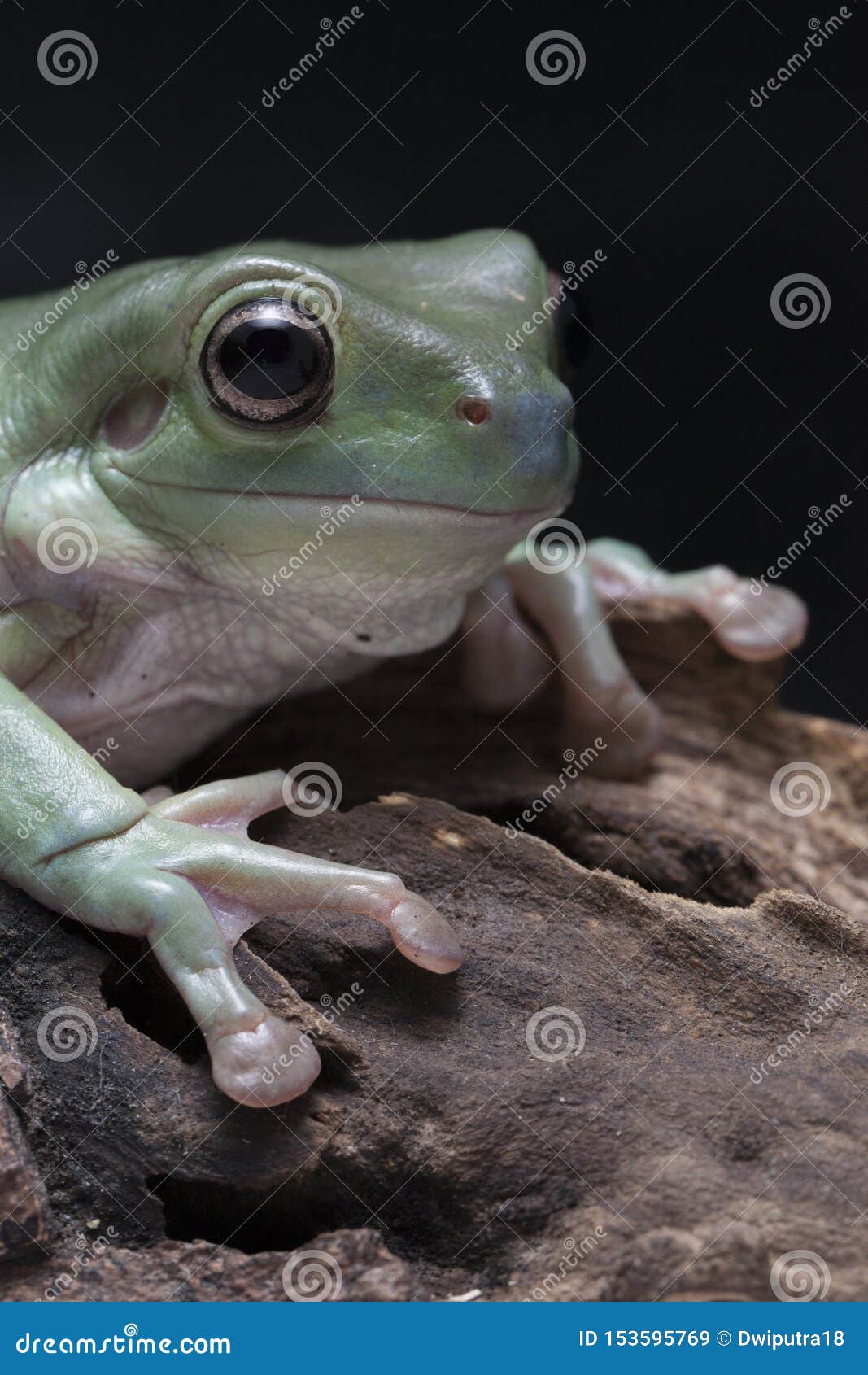 Close Up Dumpy Tree Frog / White`s Tree Frog Stock Image - Image of ... Close Up Dumpy Tree Frog / White`s Tree Frog Stock Image - Image of ...