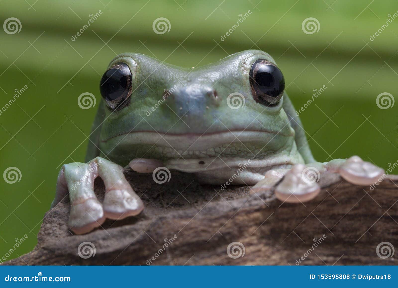 Close Up Dumpy Tree Frog / White`s Tree Frog Stock Photo - Image of ... Close Up Dumpy Tree Frog / White`s Tree Frog Stock Photo - Image of ...