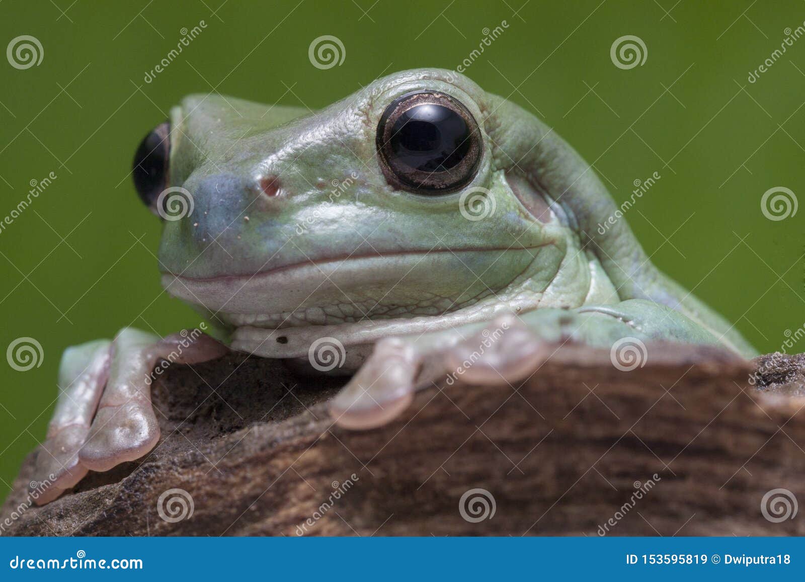 Close Up Dumpy Tree Frog / White`s Tree Frog Stock Image - Image of ...