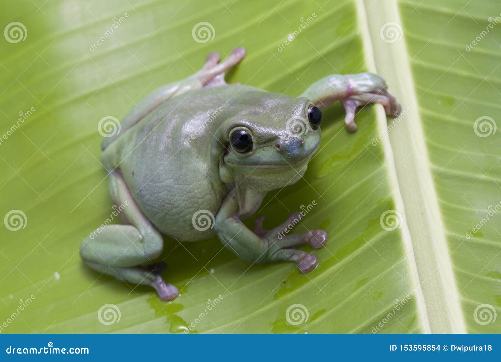 Close Up Dumpy Tree Frog / White`s Tree Frog Stock Photo - Image of ... Close Up Dumpy Tree Frog / White`s Tree Frog Stock Photo - Image of ...