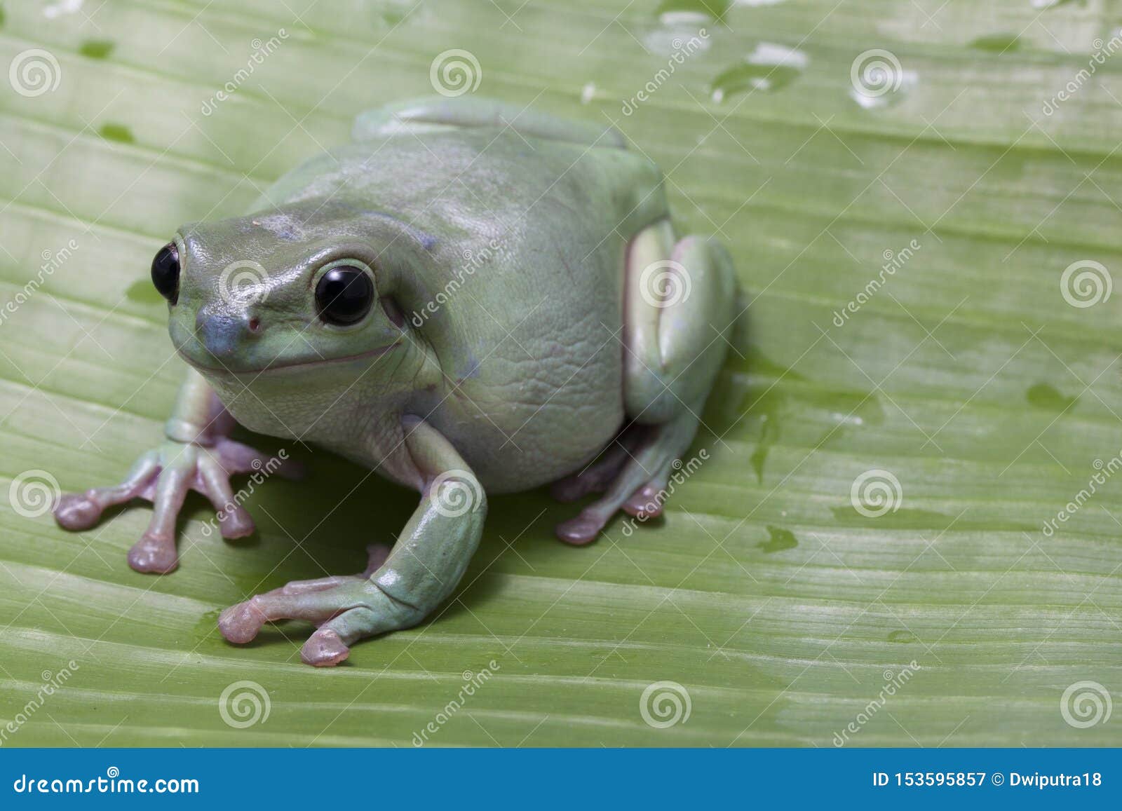 Close Up Dumpy Tree Frog / White`s Tree Frog Stock Image - Image of ...