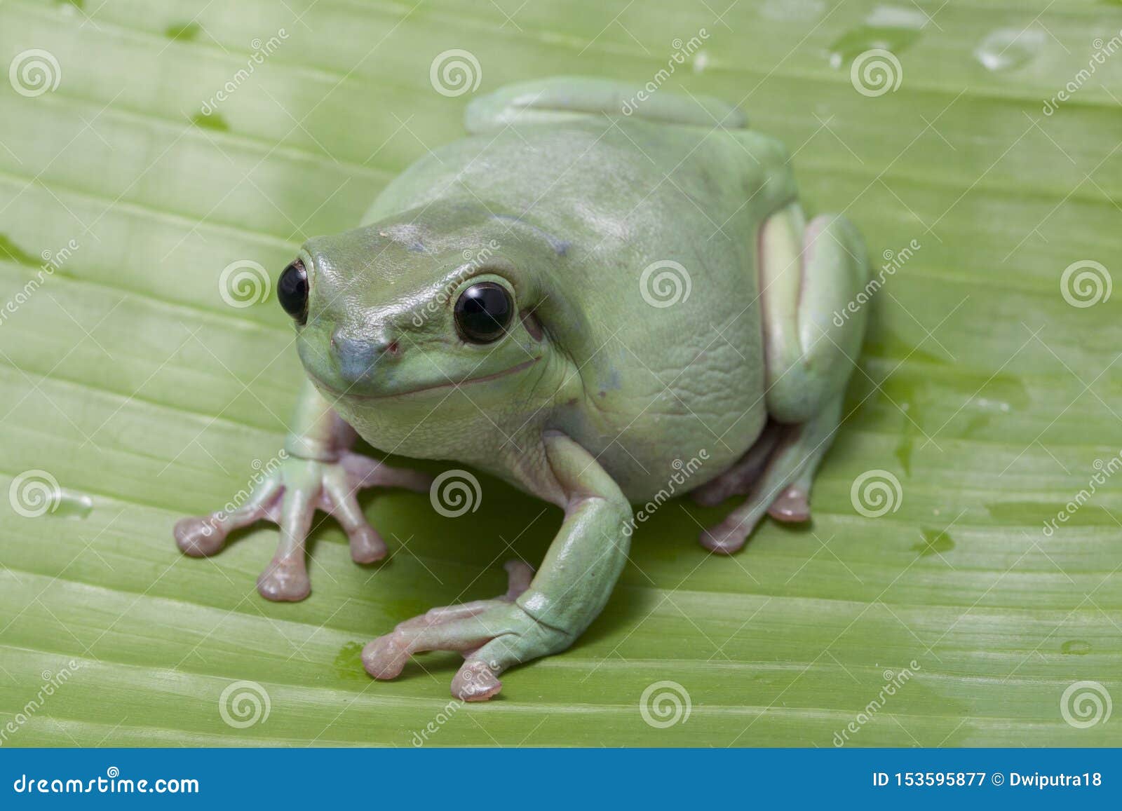 Close Up Dumpy Tree Frog / White`s Tree Frog Stock Image - Image of ...