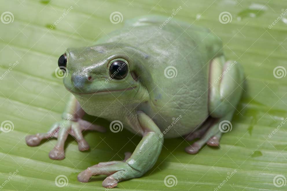 Close Up Dumpy Tree Frog / White`s Tree Frog Stock Image - Image of ...