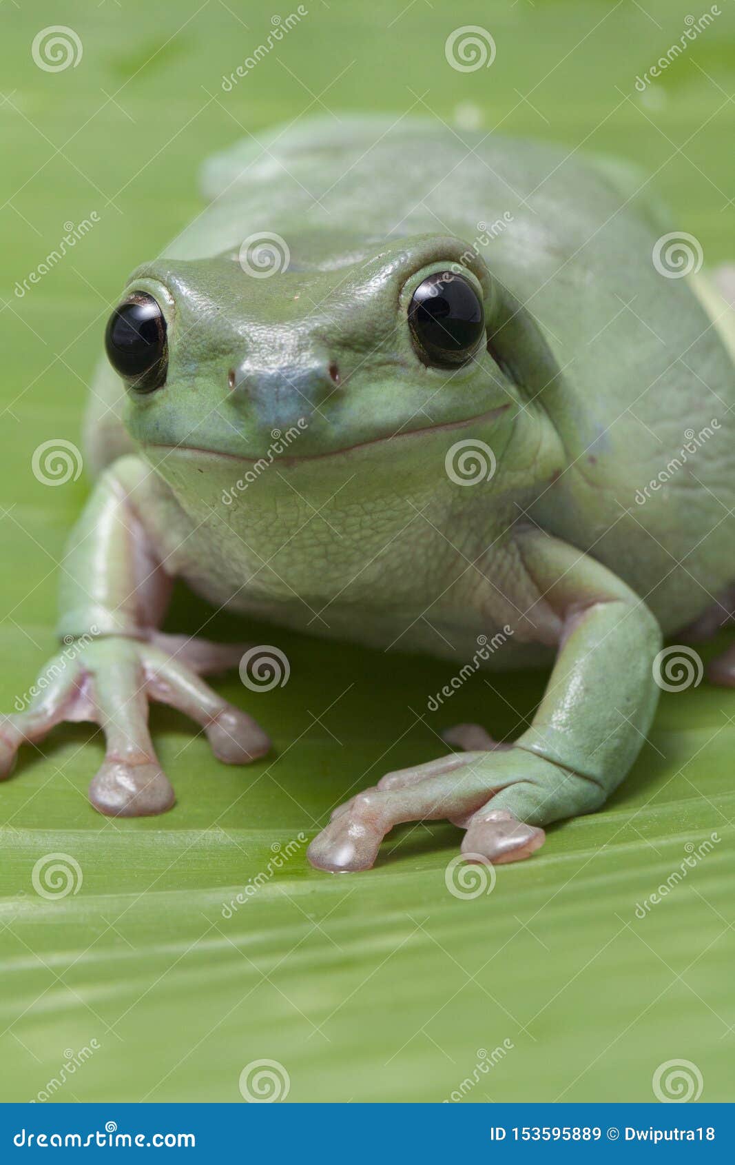 Close Up Dumpy Tree Frog / White`s Tree Frog Stock Image - Image of ... Close Up Dumpy Tree Frog / White`s Tree Frog Stock Image - Image of ...