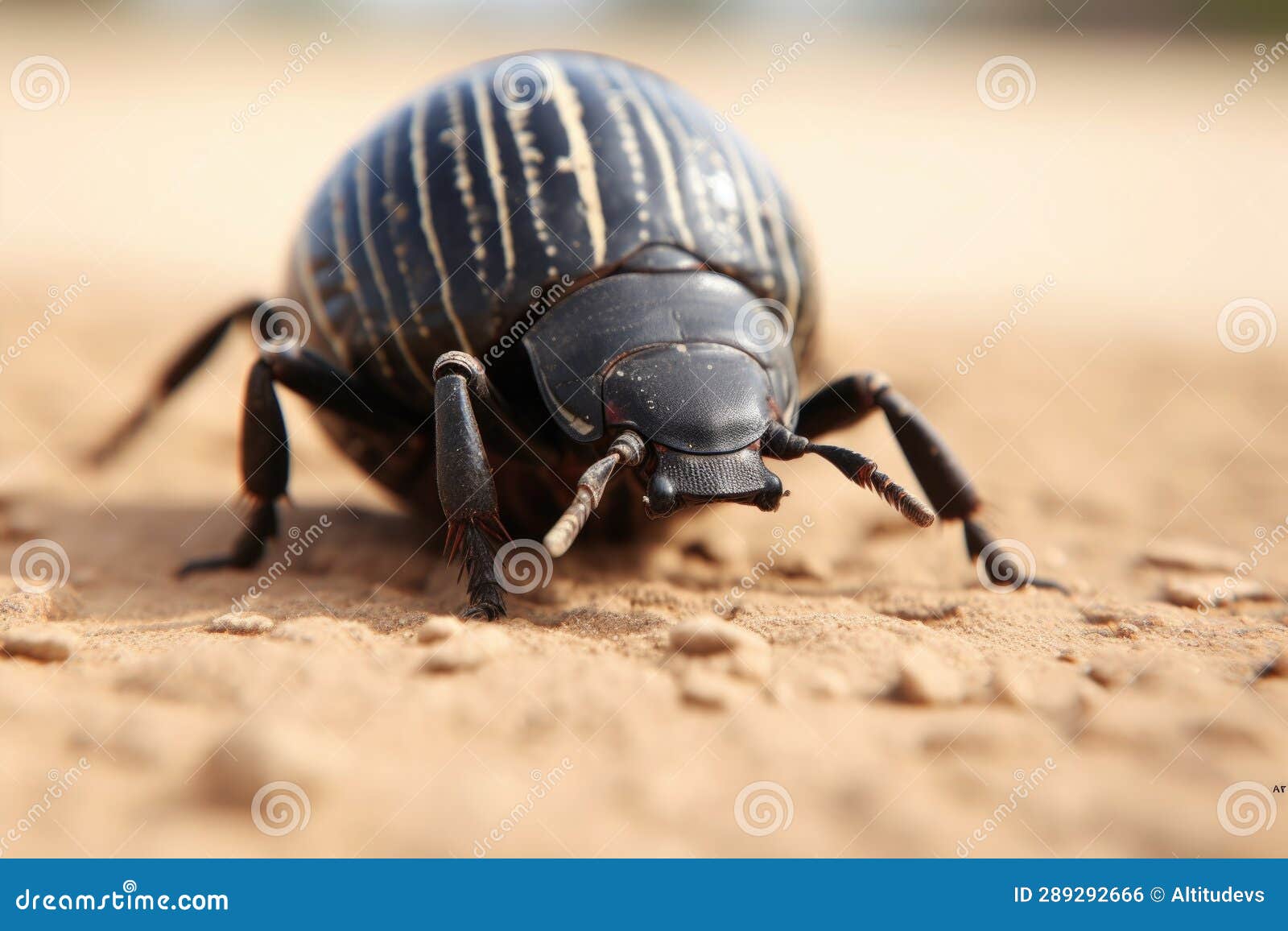 Close-up of Dung Beetle Pushing Ball on Sandy Ground Stock Photo ...