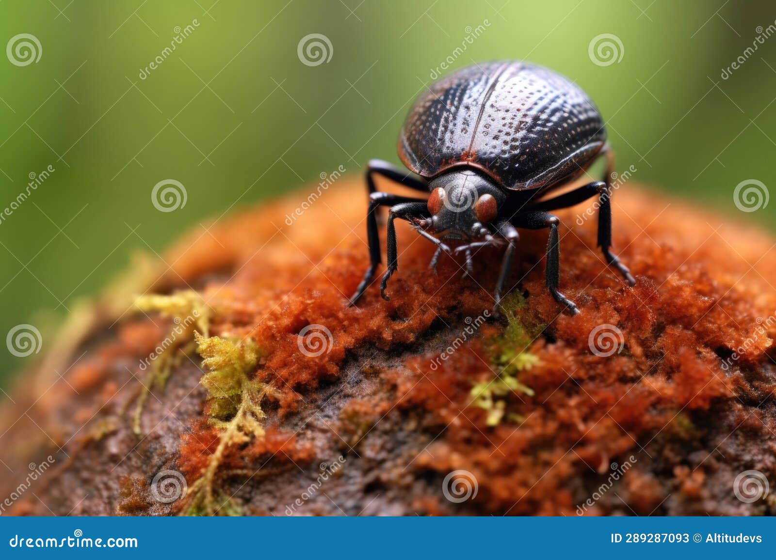 Close-up of Dung Beetle on Top of Dung Ball Stock Image - Image of ...