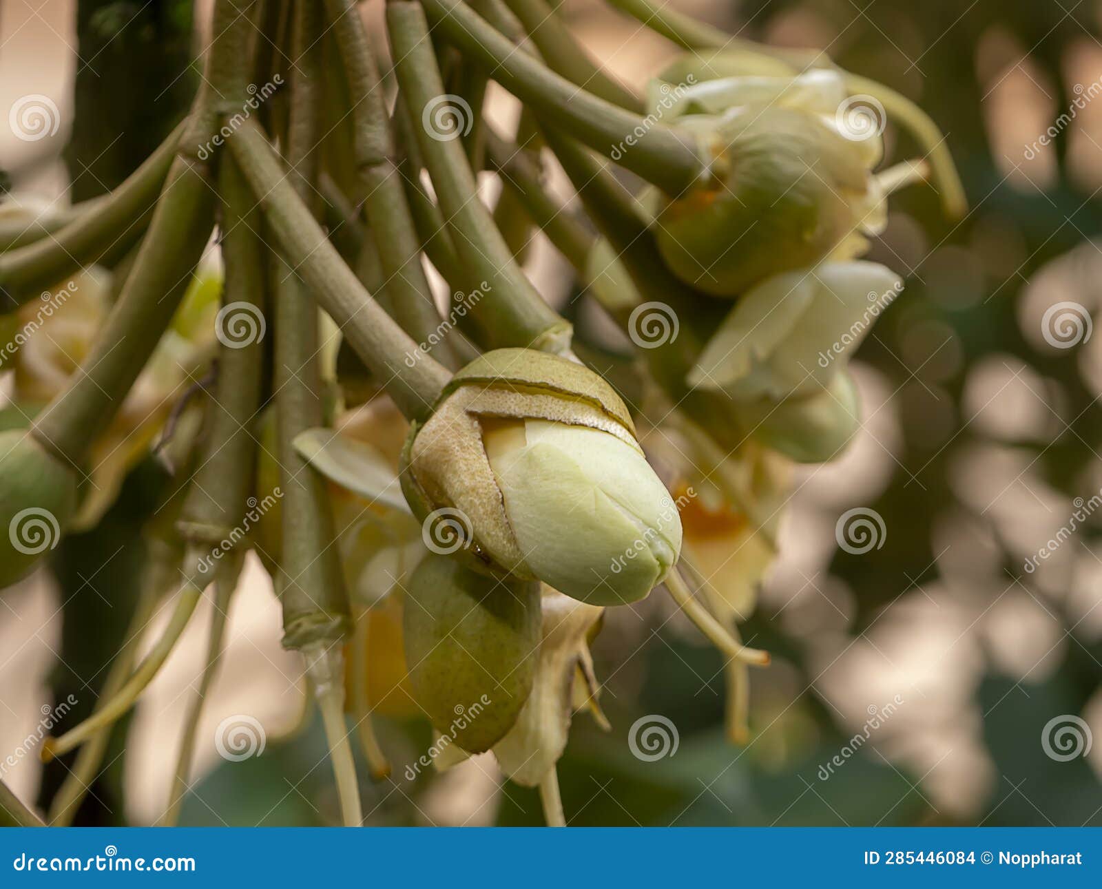 Close Up Durian Flower is Blooming on Tree Stock Photo - Image of ...