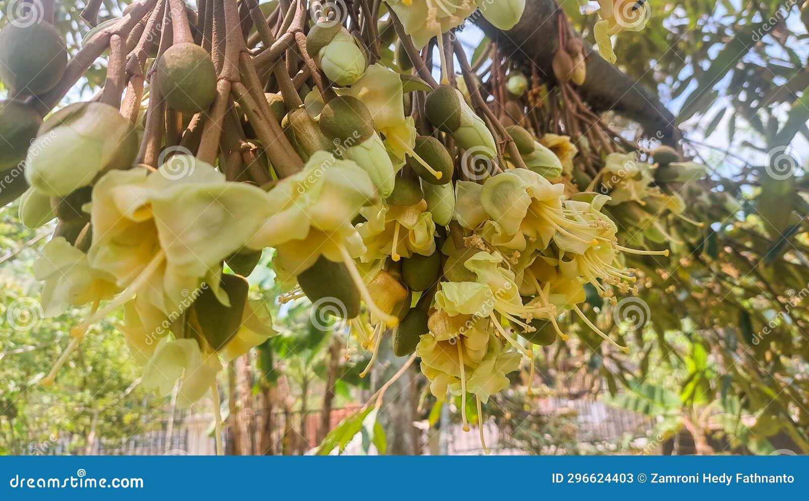 Close up of durian flower stock image. Image of foliage - 296624403
