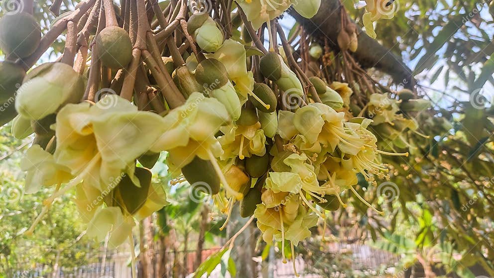 Close up of durian flower stock image. Image of foliage - 296624403