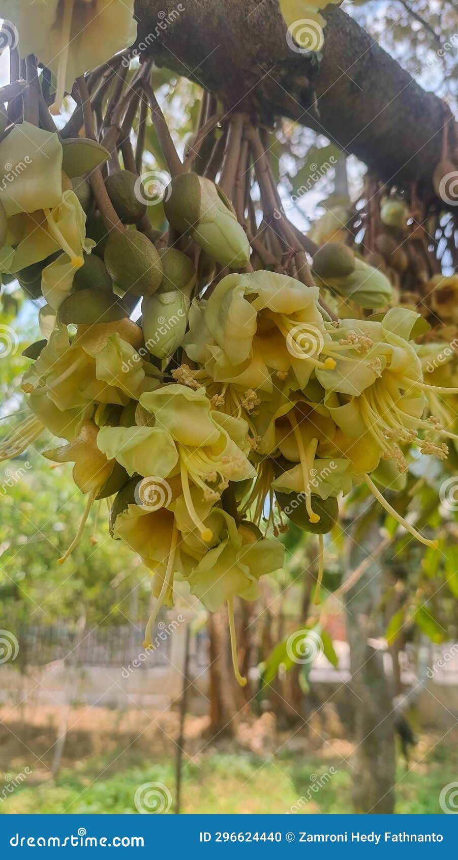 Close up of durian flower stock photo. Image of beautiful - 296624440
