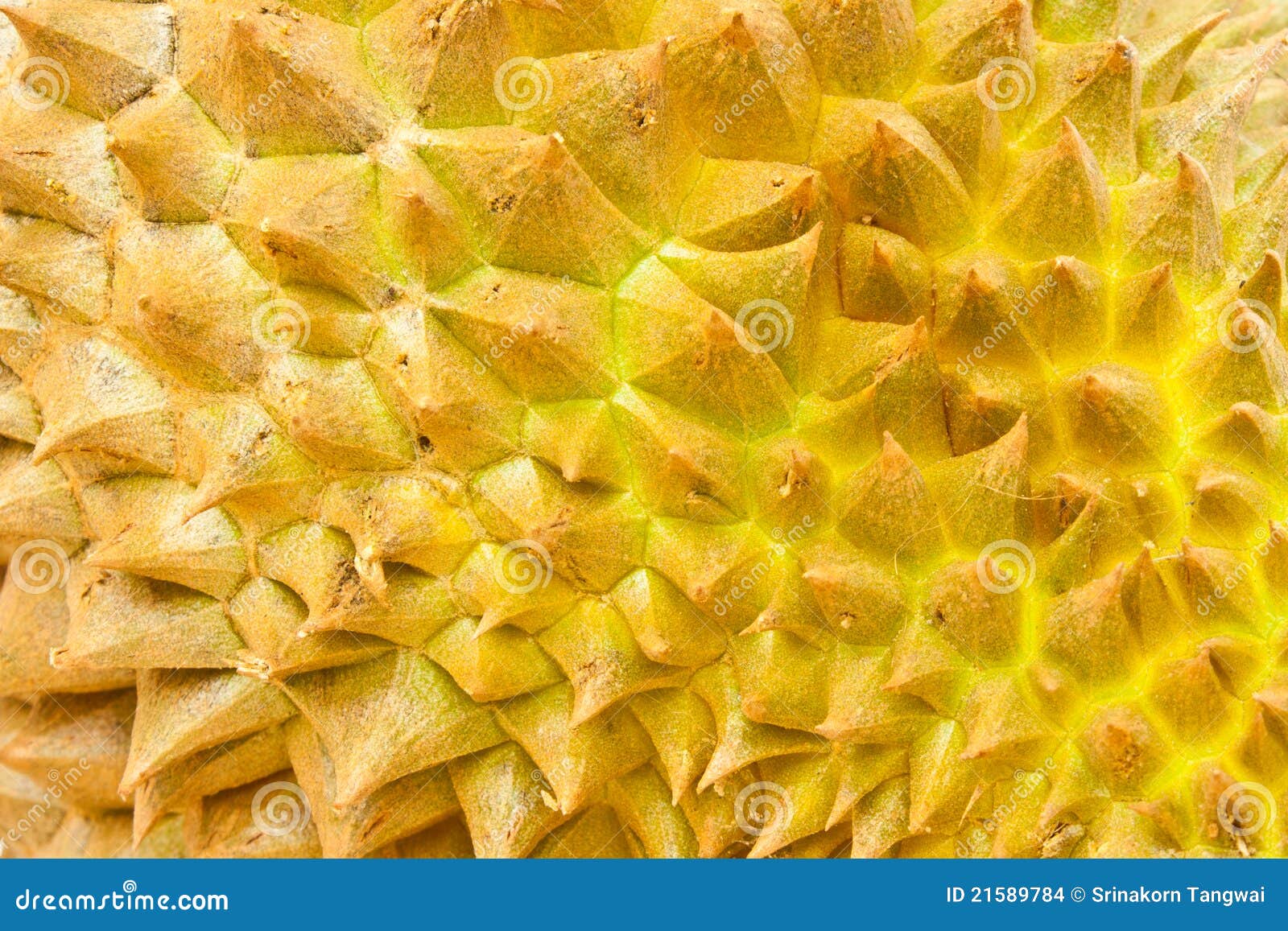 Close Up Durian Spike Texture Stock Photography | CartoonDealer.com ...