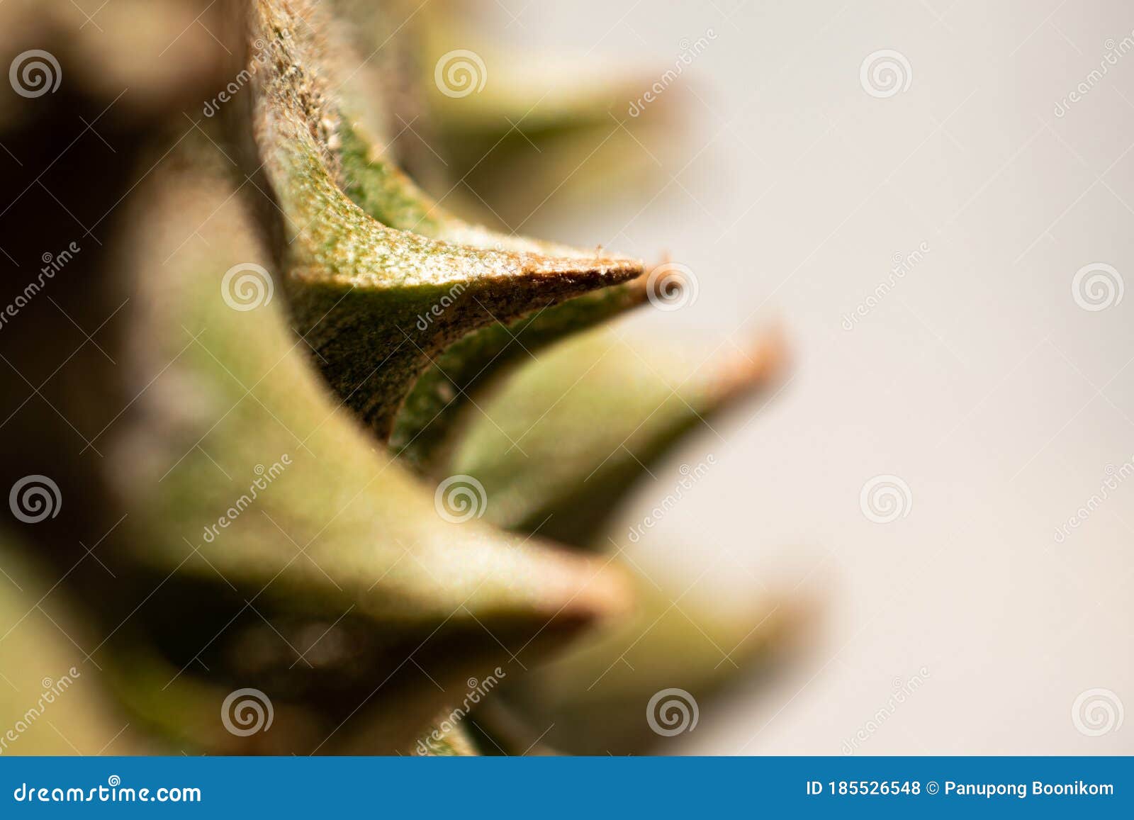 Close Up Durian Spike Texture Stock Photography | CartoonDealer.com ...