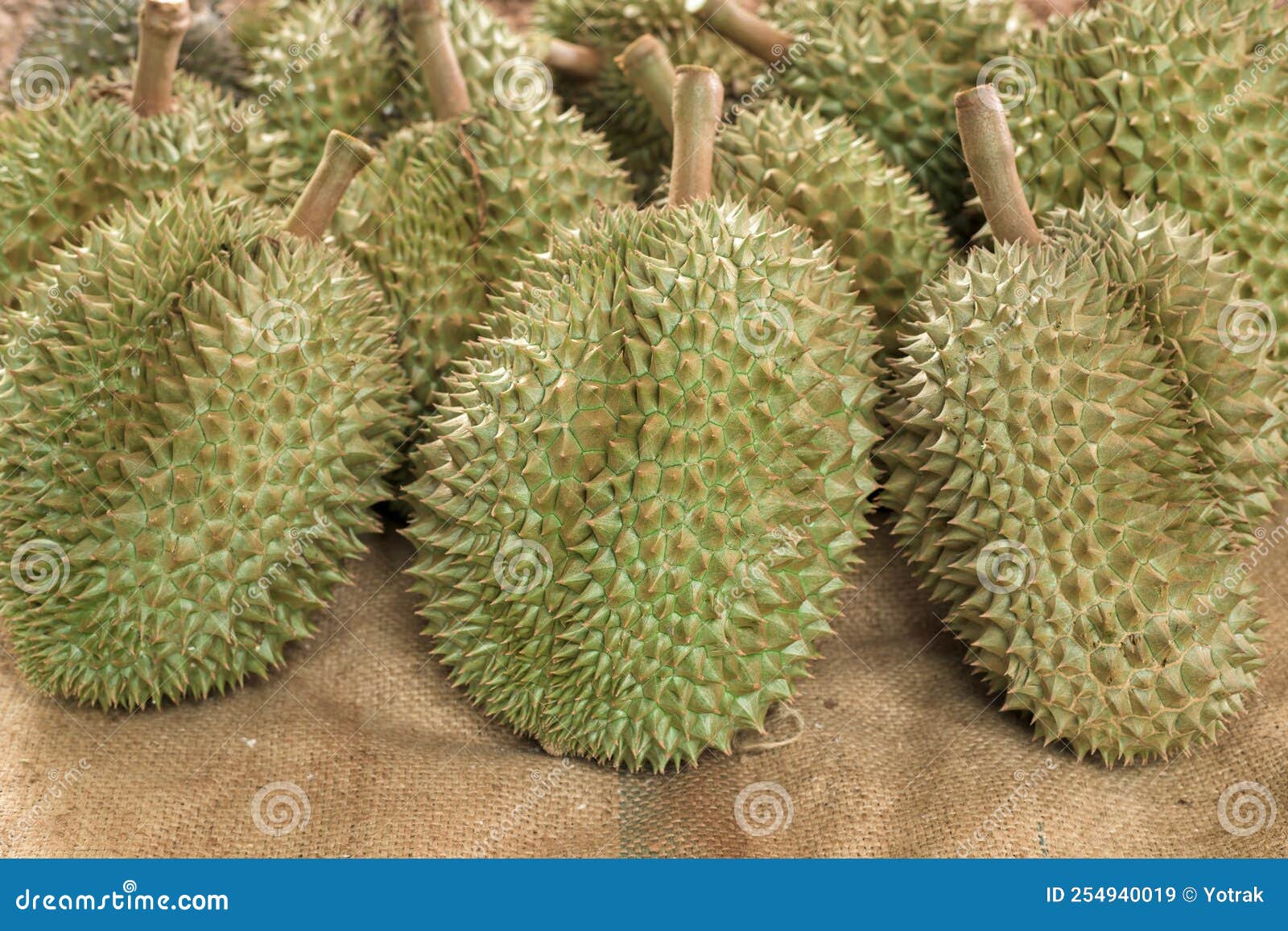 Durians on the table stock image. Image of thailand - 254940019