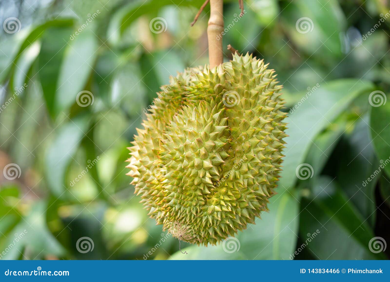 Fresh Durian on the Durian Tree Stock Photo - Image of farm, nutrition ...