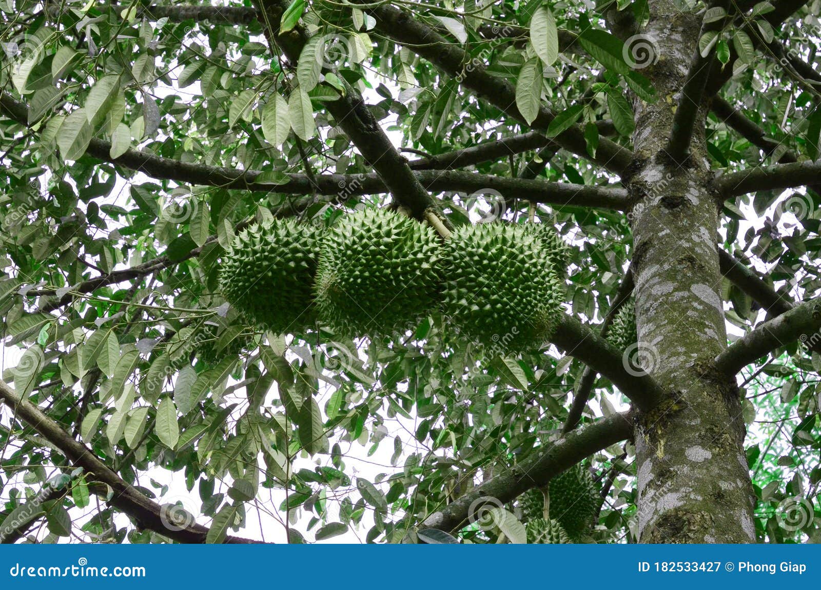 Durian Trees in the Farm in Thailand. Stock Image - Image of exotic ...