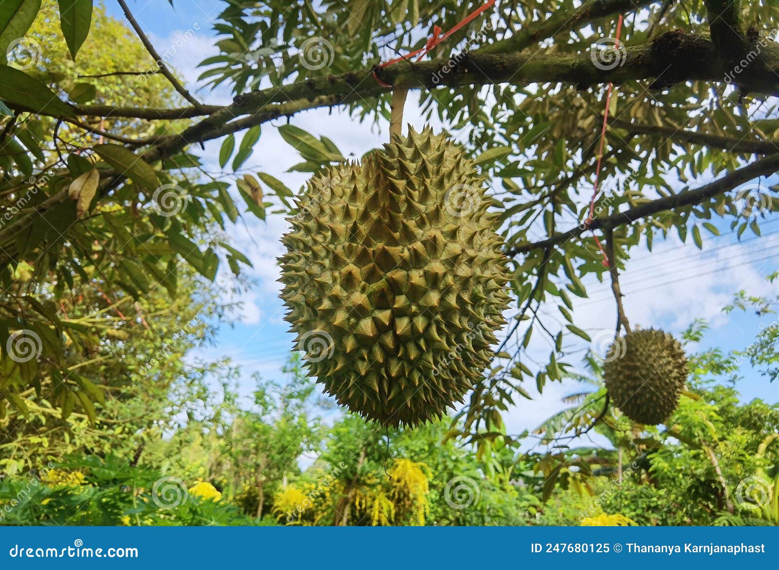 Close up of durians stock image. Image of organic, durian - 247680125
